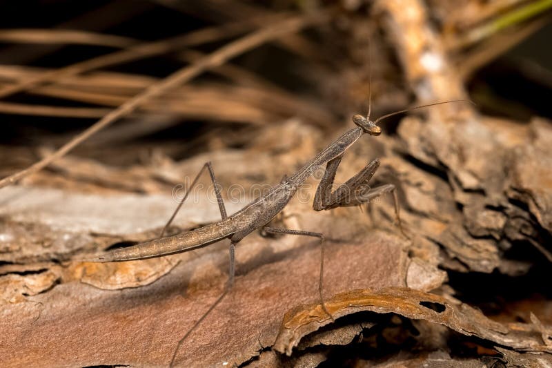 A Close-up Photo of a Brown Mantis Stock Photo - Image of closeup ...