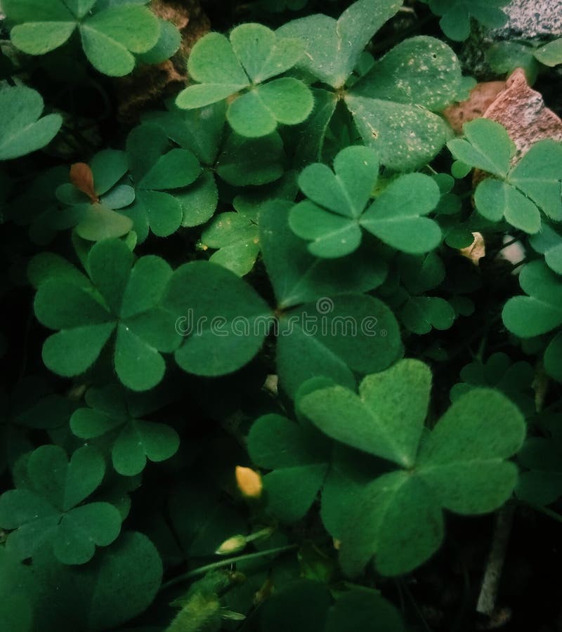 Close Up Photo of a Bunch of Clover Leaves Stock Photo - Image of close ...
