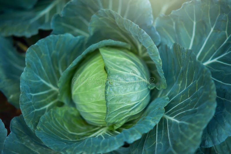 Close-up Photo of Cabbage in the Vegetable Garden at Sunset Stock Image ...