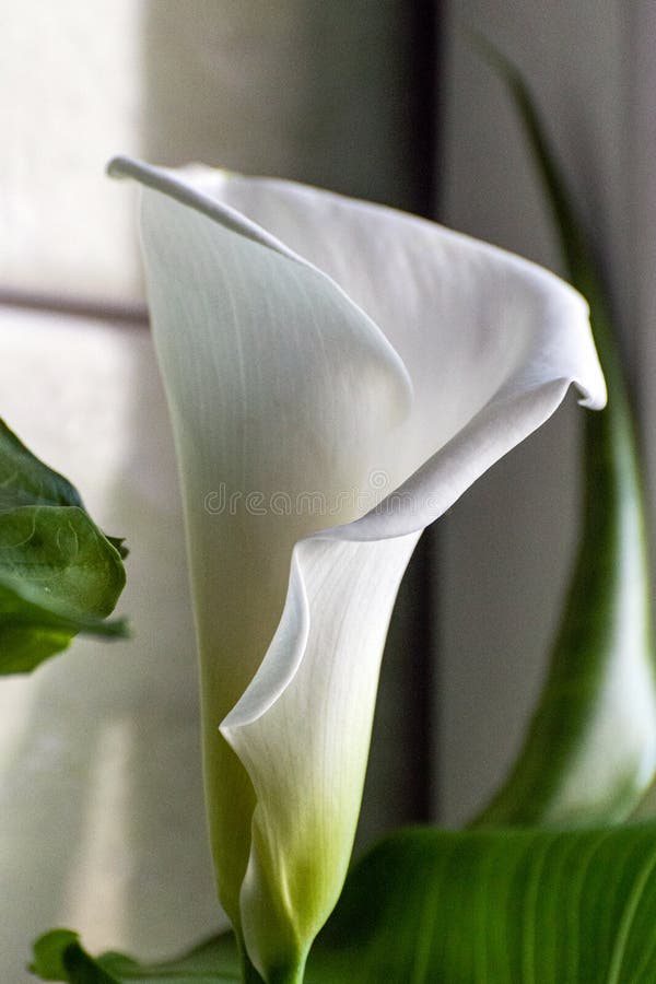 Close-up Photo of Calla Flower Close-up, Graceful White Calla Stock ...