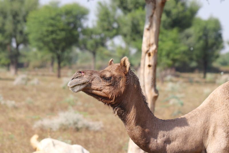 Close Up Photo of Camel Neck Stock Photo - Image of field, close: 237324530