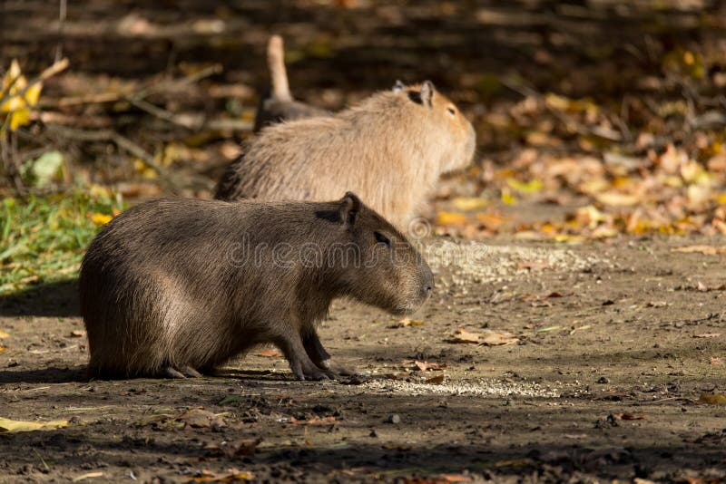 Close up photo of Capybara stock image. Image of furry - 61330879