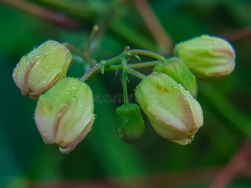 Close-up Photo of Cassava Fruit, Macro Photo of Cassava Fruit Stock ...