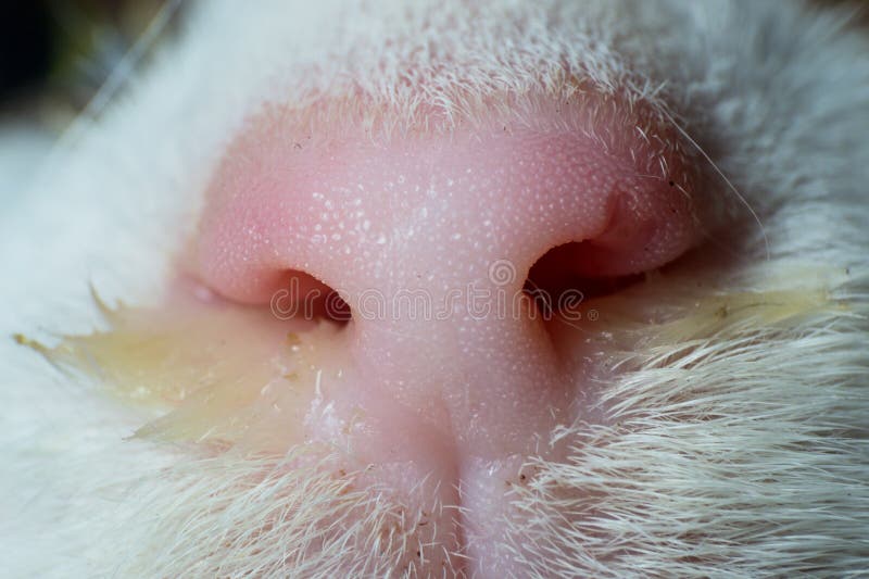 Close Up Photo Of A Cat Nose With Mucus Stock Image Image Of Detail Muzzle 271736173