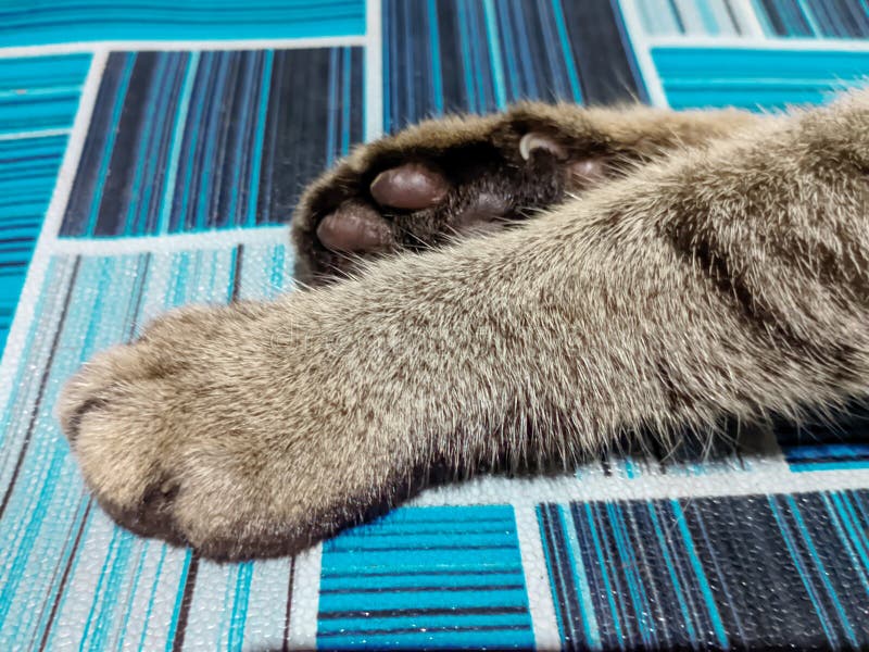 Close-up Photo of Cat S Palm Stock Image - Image of fingers, close ...