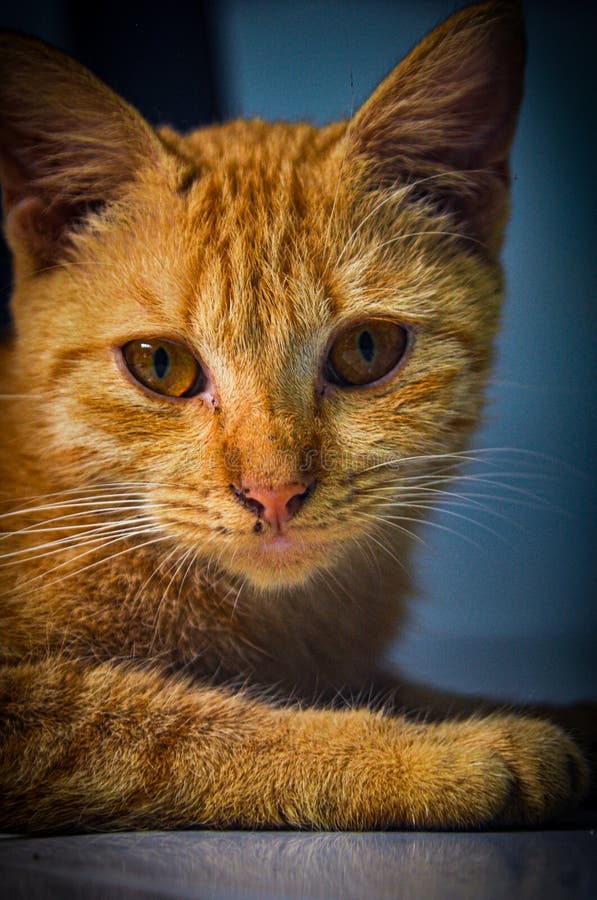 Close -up Photo of a Cats Face at the Garden Stock Photo - Image of ...