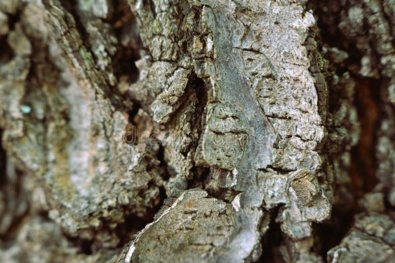 Apricate Tree Stock Photos - Free & Royalty-Free Stock Photos from ...