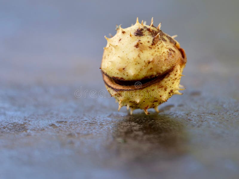 Close-up Photo of a Chestnut with Its Shell Intact Stock Image - Image ...