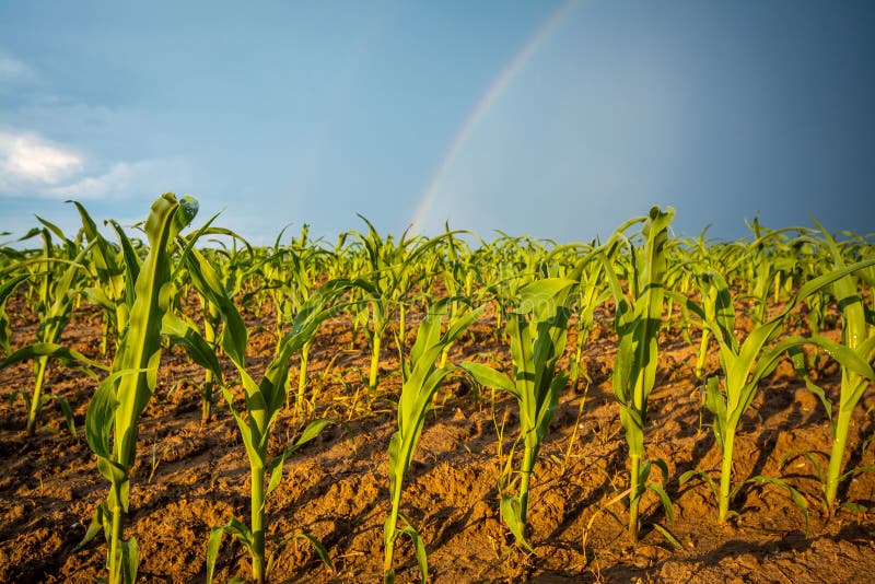 Corn Field and Bright Rainbow on the Background Stock Image - Image of ...