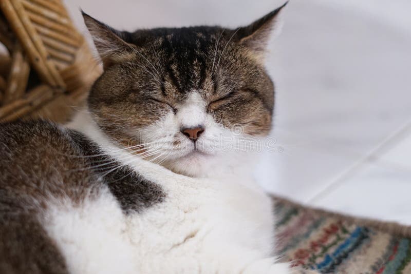 280 Cat Closing Eyes Stock Photos - Free & Royalty-Free Stock Photos ...