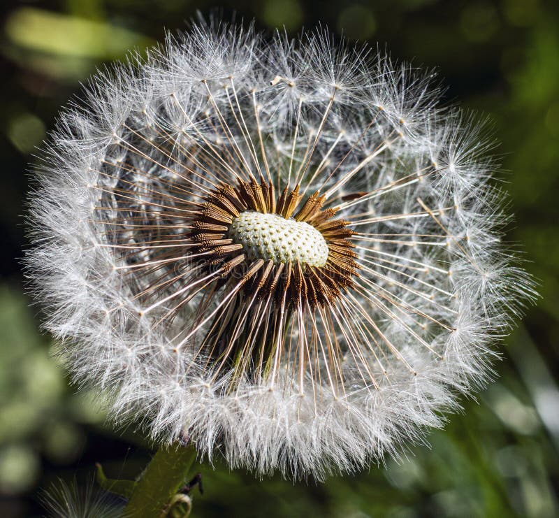 A Dandelion Seed Head with Some Seeds Still Attached Stock Image ...