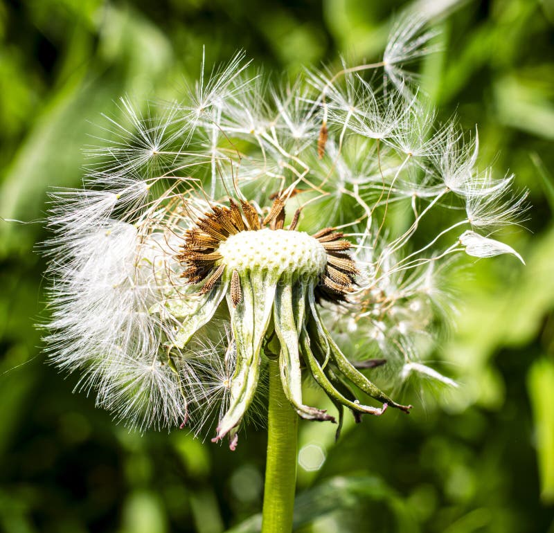 A Dandelion Seed Head with Some Seeds Still Attached Stock Image ...