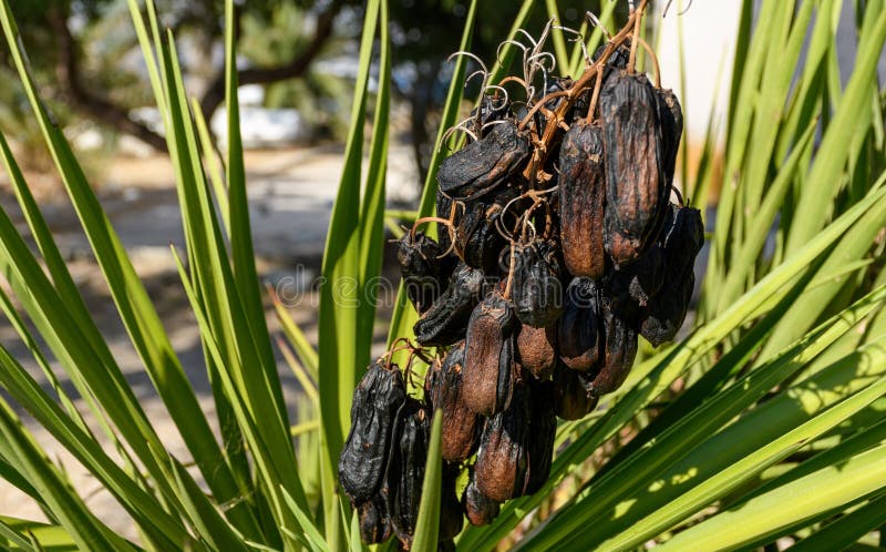 Close-up Photo of Dates Growing on Date Palm Tree Stock Photo - Image ...