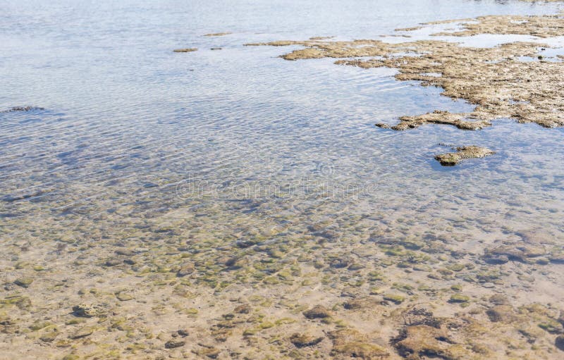 Dead Coral on the Beach or Seashore in Grey and Brown Color. Texture ...