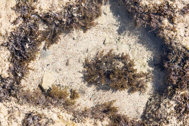 Dead Coral on the Beach or Seashore in Grey and Brown Color. Texture ...