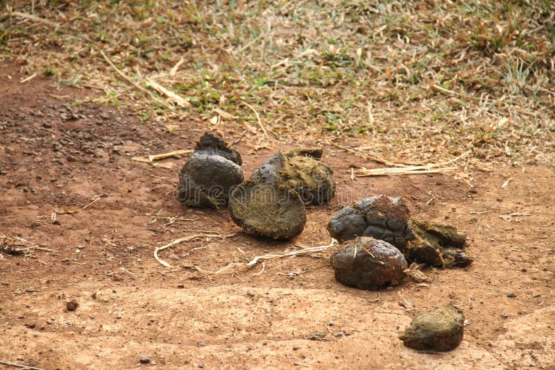 Close Up Photo of Elephant Droppings at the Zoo. Stock Photo - Image of ...
