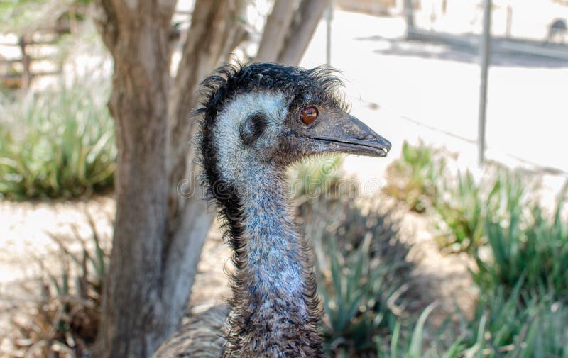 Photo of emu bird head stock photo. Image of cute, beak - 157001826