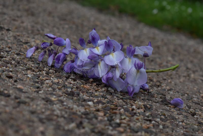 Close-up Photo of a Fallen Flower Stock Photo - Image of flower, rain ...