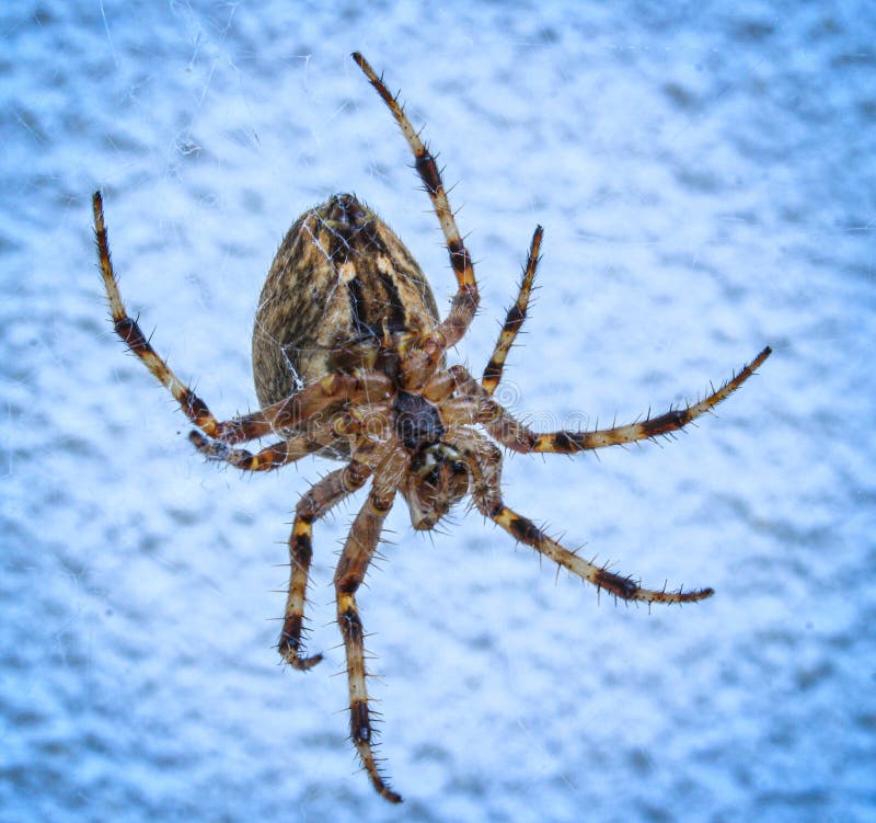 Close-up Photo of a Fat Spider Stock Image - Image of macro, isolated ...