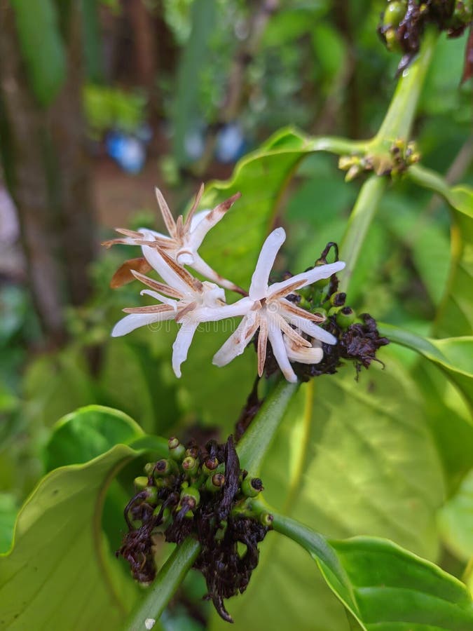 Close Up Photo Flower of Coffee Stock Image - Image of herb, insect ...
