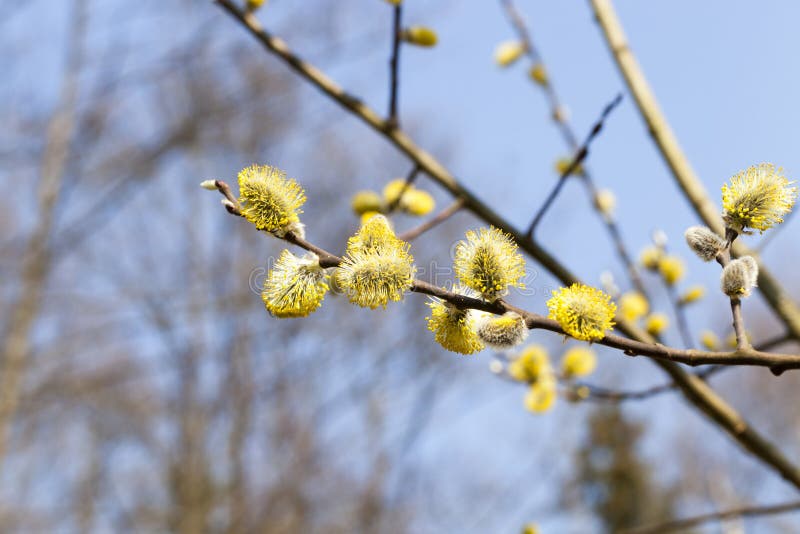 Flowering willow tree stock image. Image of domestic - 101452193