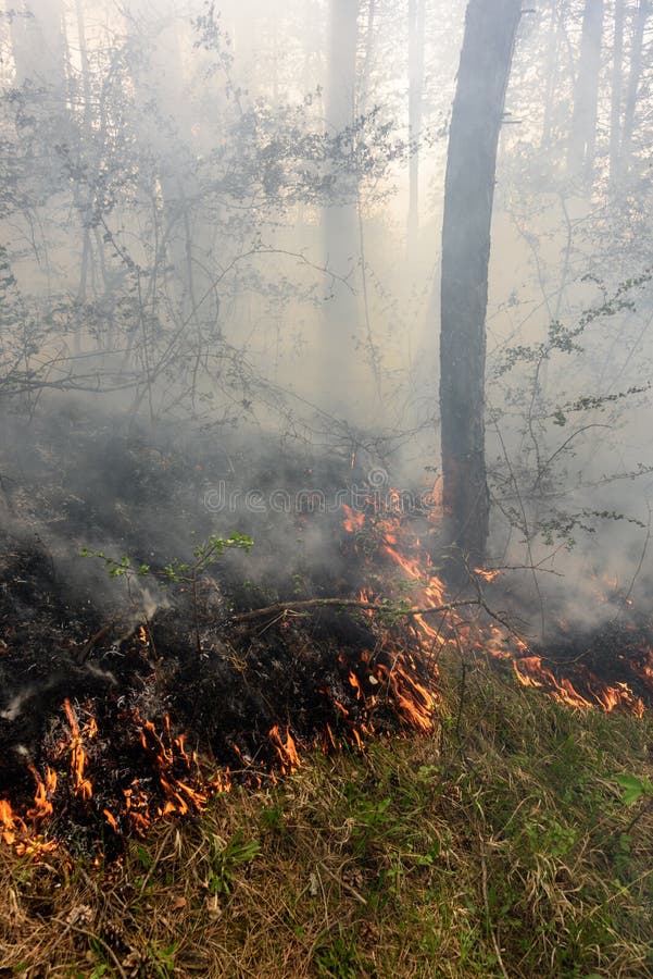 Close Up Photo of a Forest Fire in Progress. Stock Image - Image of ...