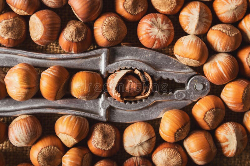 Uncleaned in the Shell Organic Hazelnuts with Nut Cracker Stock Photo ...
