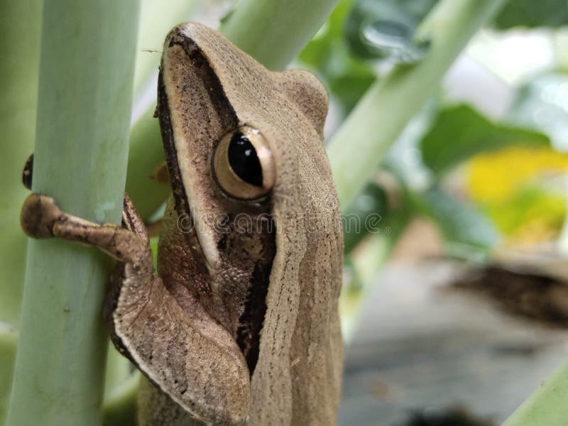 Close-up Photo of Frogs in the Plantation Area Stock Photo - Image of ...
