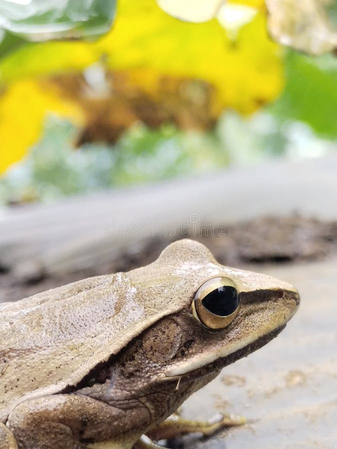 Close-up Photo of Frogs in the Plantation Area Stock Photo - Image of ...