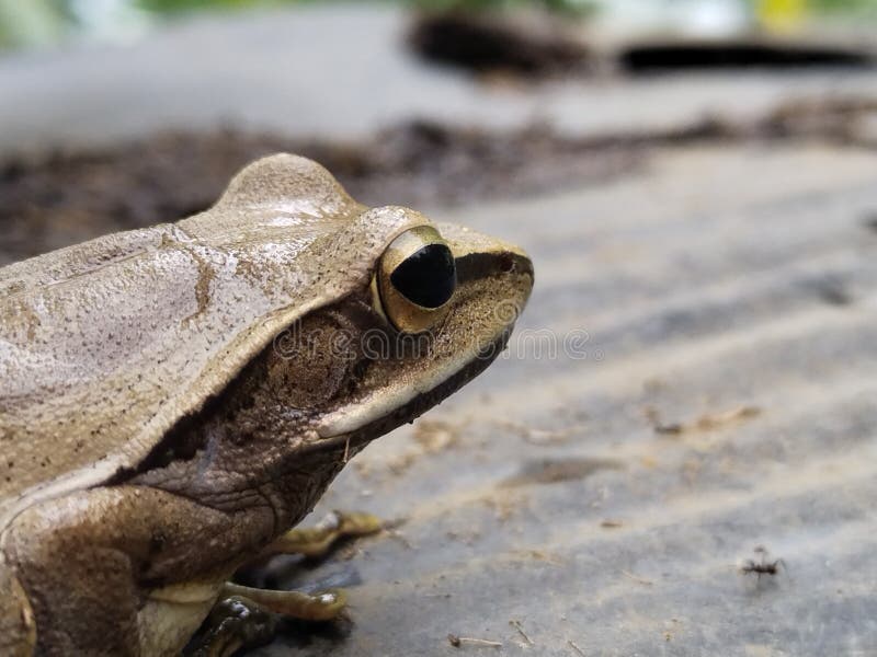 Close-up Photo of Frogs in the Plantation Area Stock Photo - Image of ...