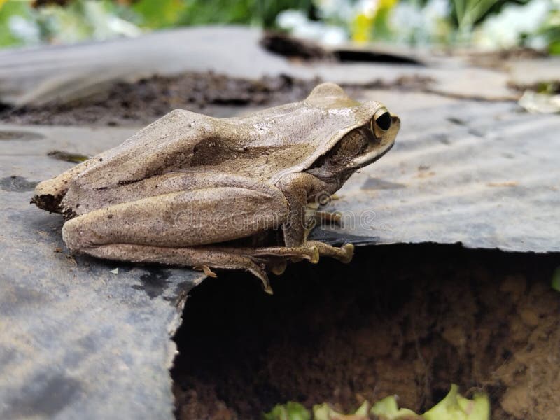 Close-up Photo of Frogs in the Plantation Area Stock Photo - Image of ...