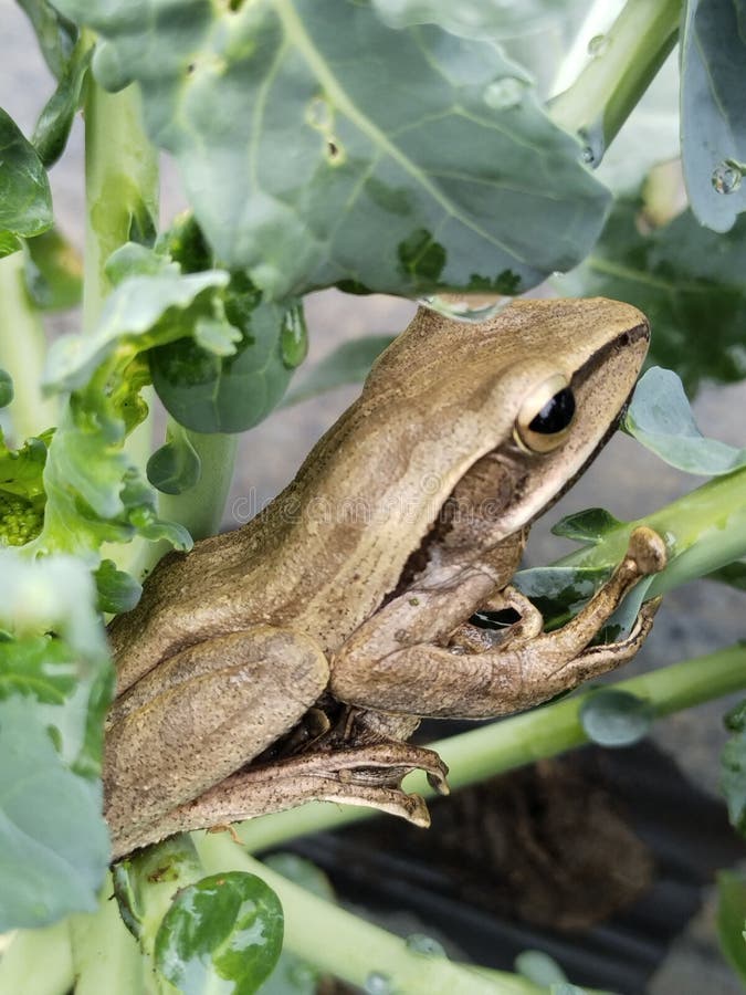 Close-up Photo of Frogs in the Plantation Area Stock Photo - Image of ...