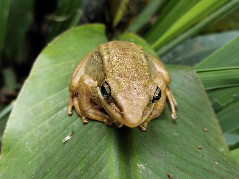 Close-up Photo of Frogs in the Plantation Area Stock Image - Image of ...