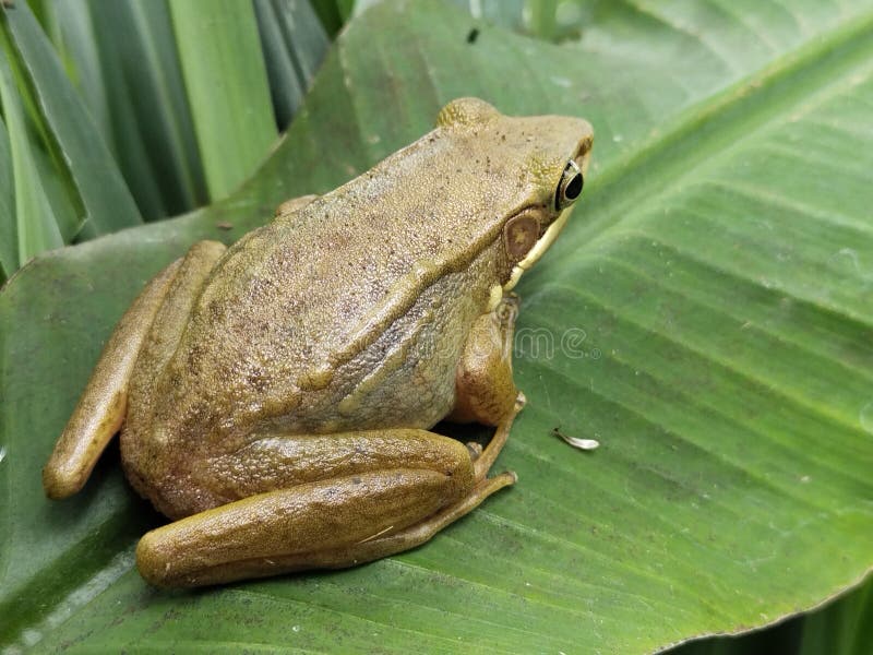 Close-up Photo of Frogs in the Plantation Area Stock Photo - Image of ...