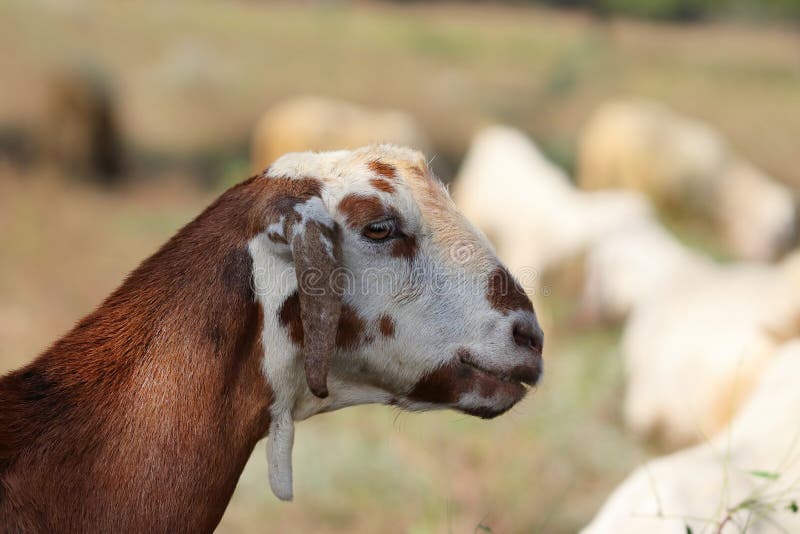 Close Up Photo of Goat Neck Stock Photo - Image of herbivore, button ...