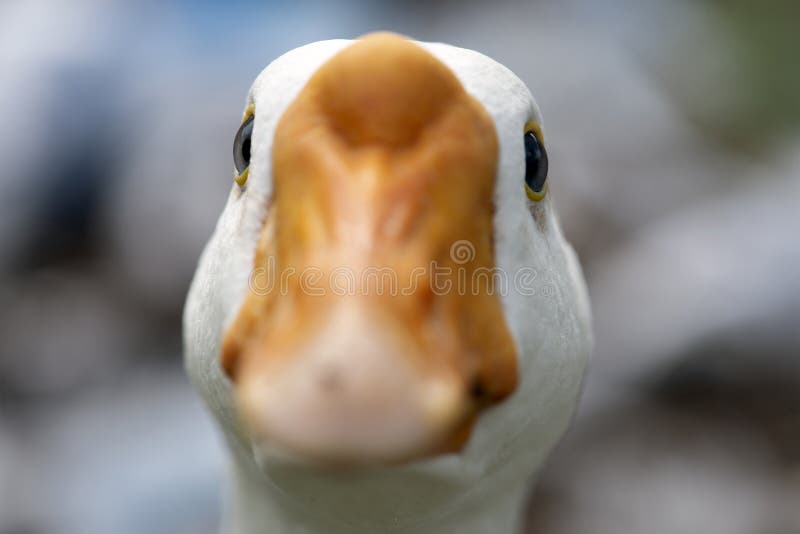 618 Goose Face Close Up Stock Photos - Free & Royalty-Free Stock Photos ...