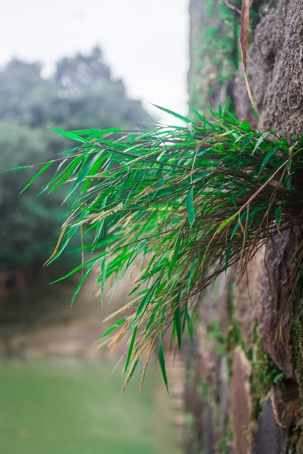 Close-up Photo of Grass Grow on the Rock Stock Image - Image of rock ...