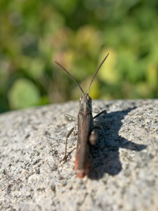 Grasshopper back view stock photo. Image of grass, back - 261952828