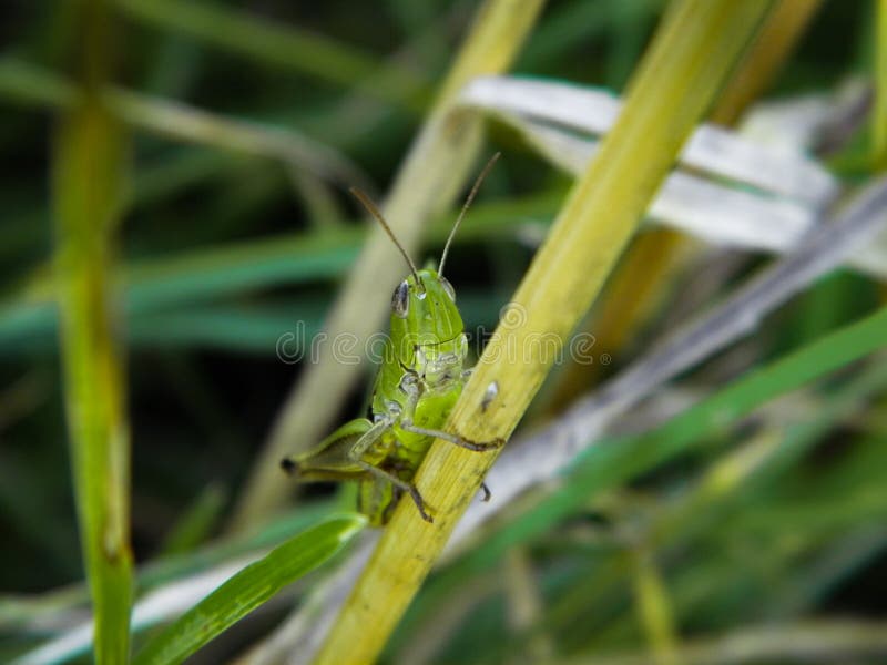 Close-up Photo of a Grasshopper Chilling on a Grass Straw Stock Photo ...