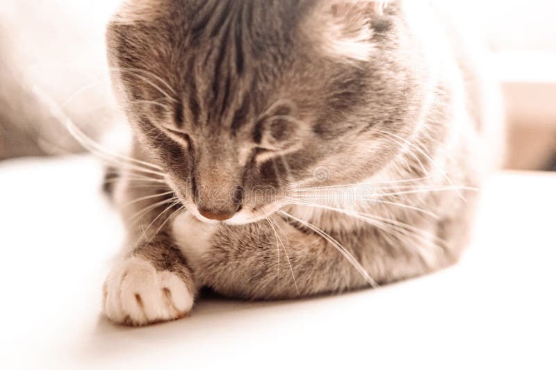 Close Up Photo of Grey Cat Washing His Paws. Stock Photo - Image of ...