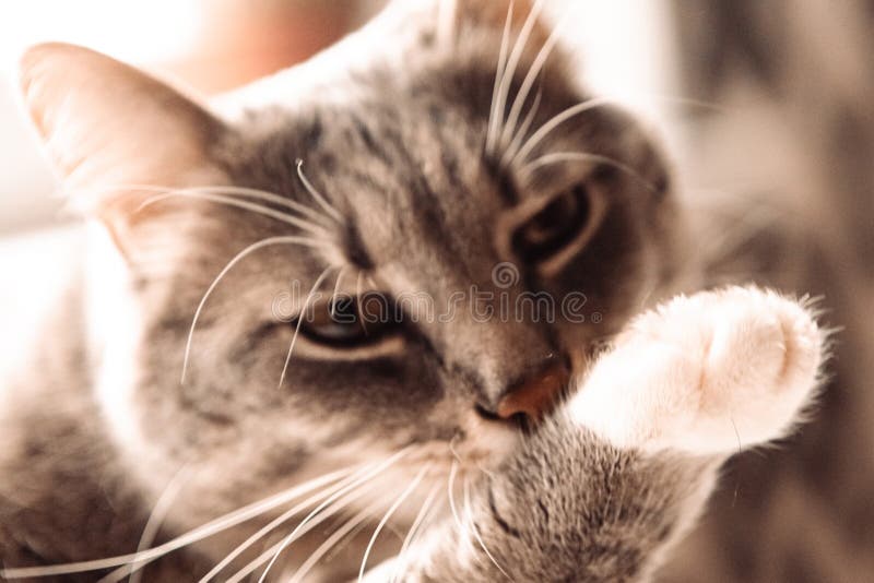 Close Up Photo of Grey Cat Washing His Paws. Stock Image - Image of ...