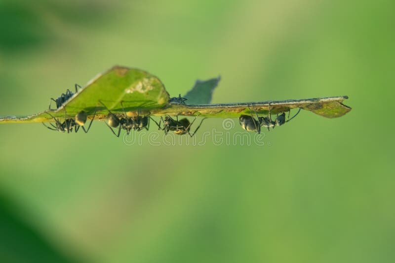 Close-up Photo of Group of Black Ants Crawling on Leaves Stock Photo ...