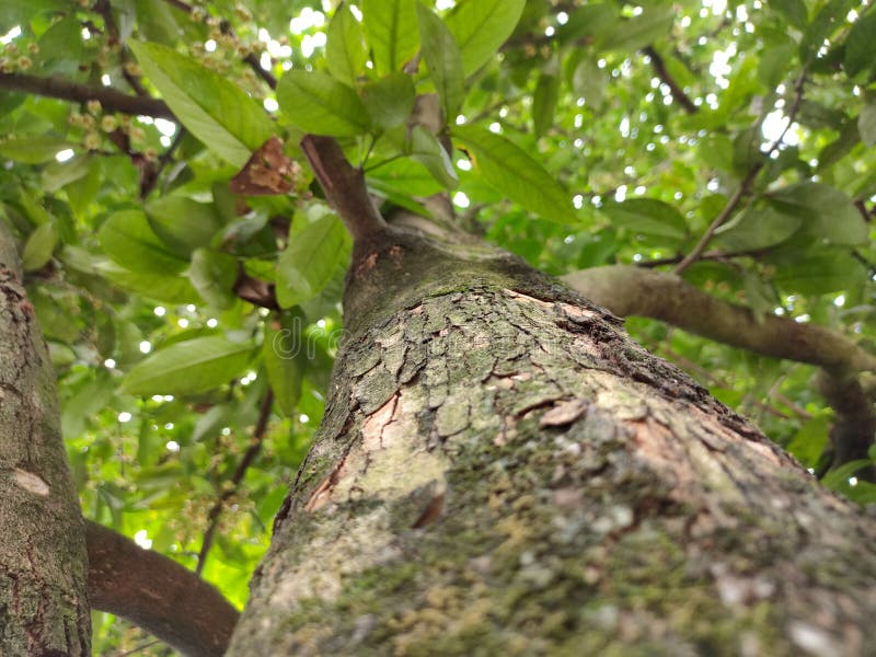 Close Up Photo of a Guava Tree Trunk with a Blurred Background Stock ...