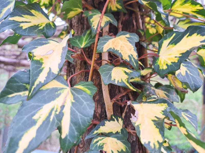 A Close-up Photo of the Hedera Plant Stock Image - Image of outdoor ...