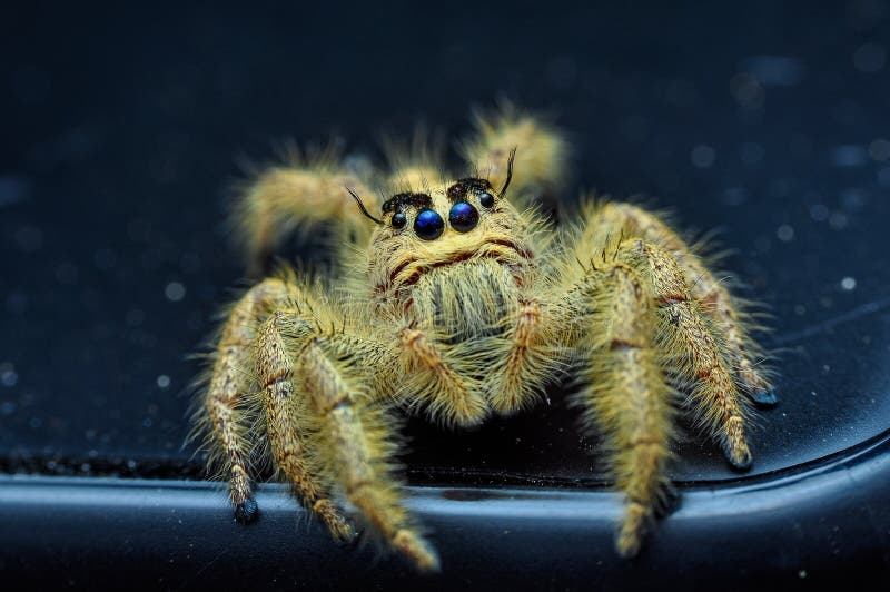 Close Up Photo of Hillus Spider Stock Photo - Image of beetle ...