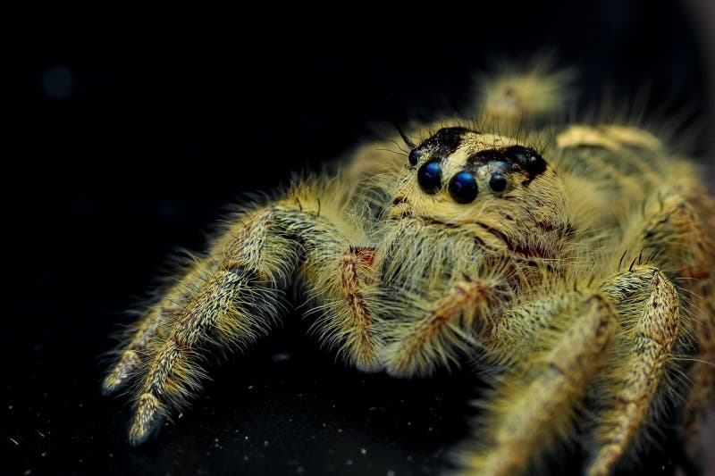 Close Up Photo of Hillus Spider Stock Photo - Image of spider, pest ...