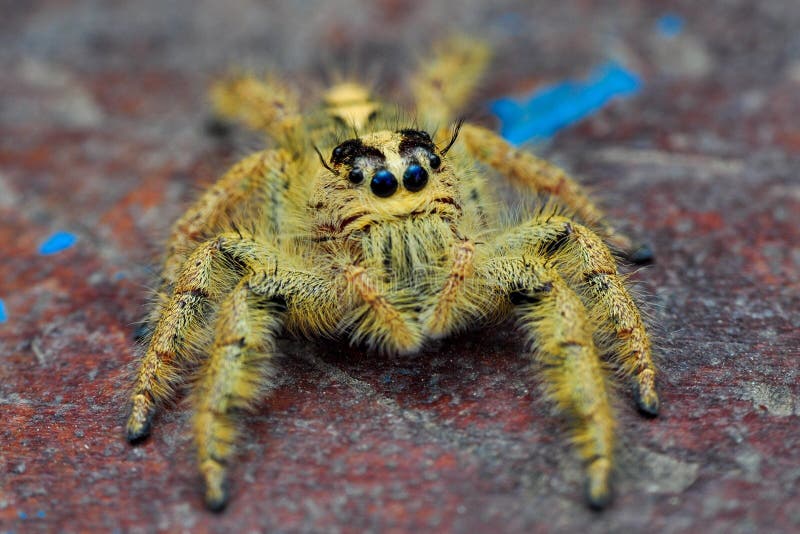Hillus Spider Stock Photos - Free & Royalty-Free Stock Photos from ...