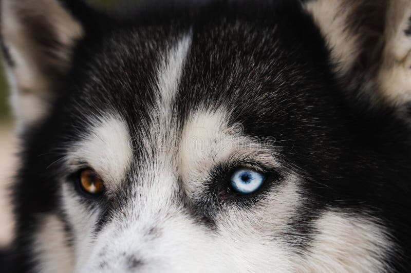 Close-up Photo of a Husky Face with Multi-colored Eyes Stock Photo ...