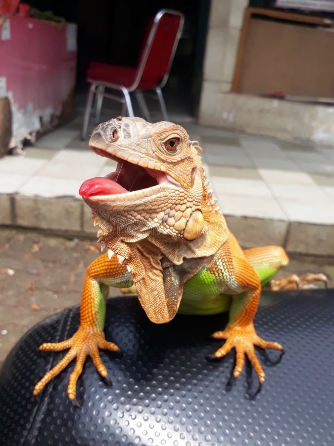 Close Up Photo of Iguana with Cute Smiling Expression on Box Stock ...