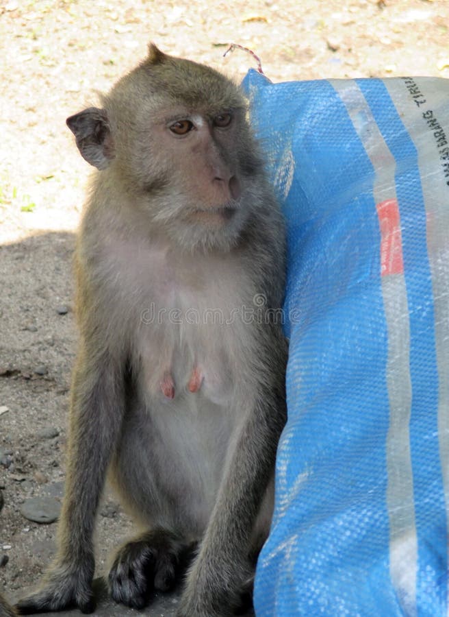 Close Up Photo of Indonesian Monkey Stock Photo - Image of sack, monkey ...
